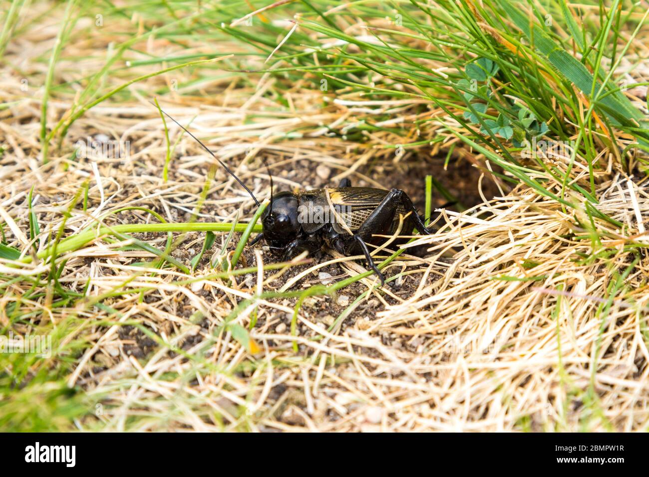European field cricket Gryllus campestris in the entrance of its burrow ...