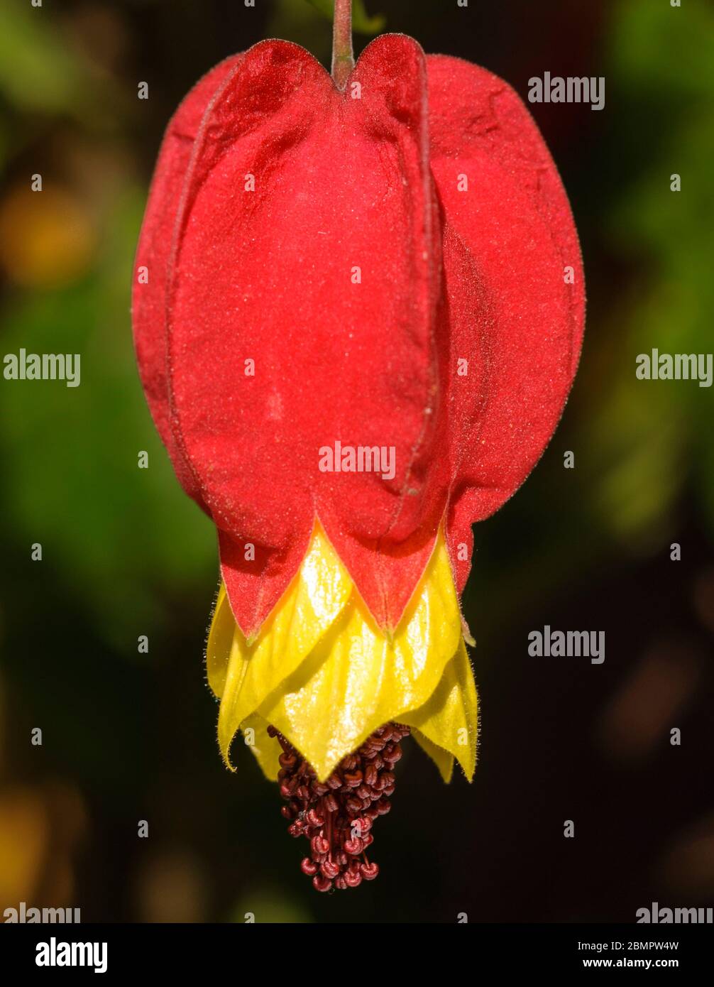 Abutilon megapotamicum hi-res stock photography and images - Alamy
