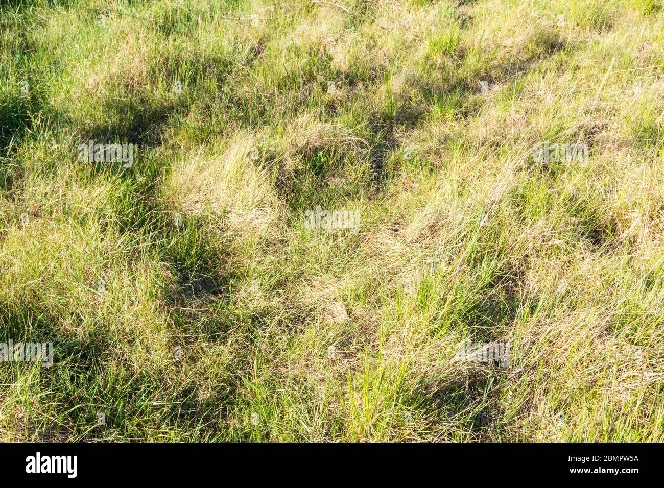 Natural uncut grass field grassland on Becsi-domb, Sopron, Hungary ...