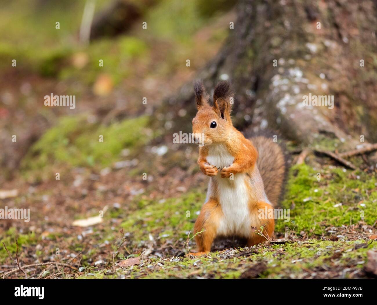 Eurasian red squirrel (Sciurus vulgaris), Kainuu, North Karelia ...