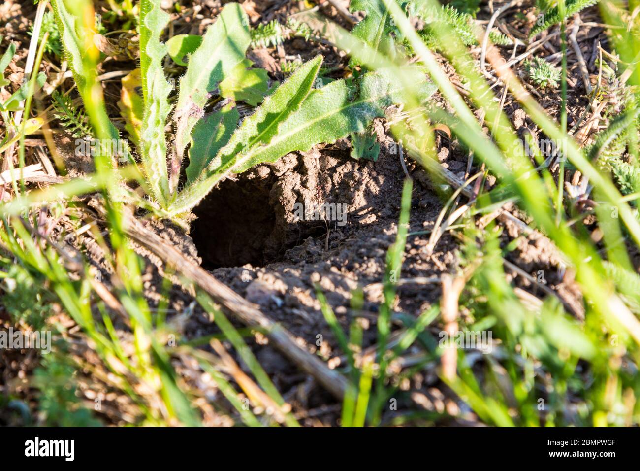 Empty European field cricket Gryllus campestris burrow, Hungary, Europe ...