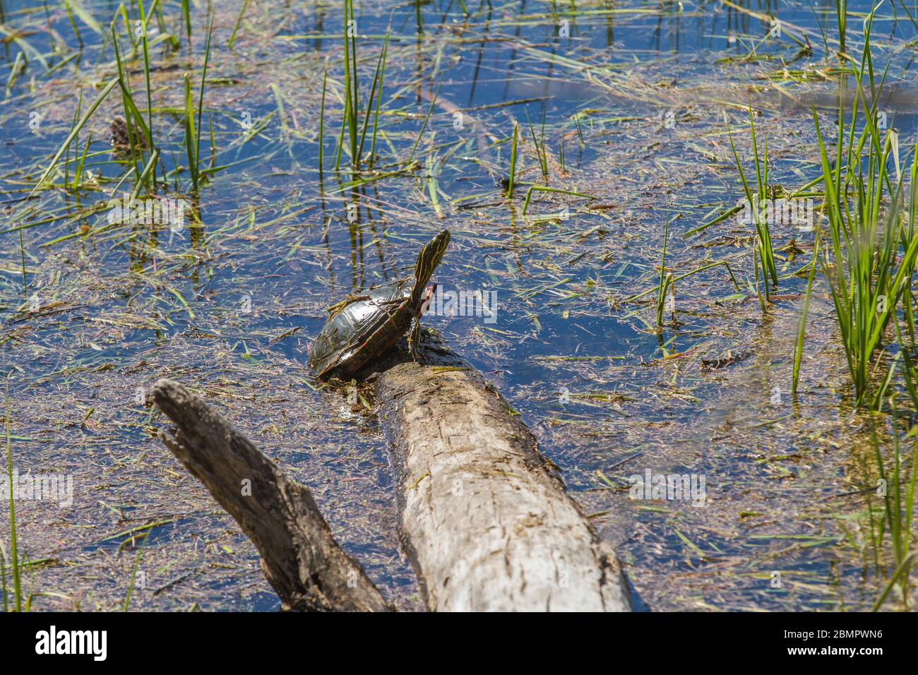 Western swamp tortoise hi-res stock photography and images - Alamy