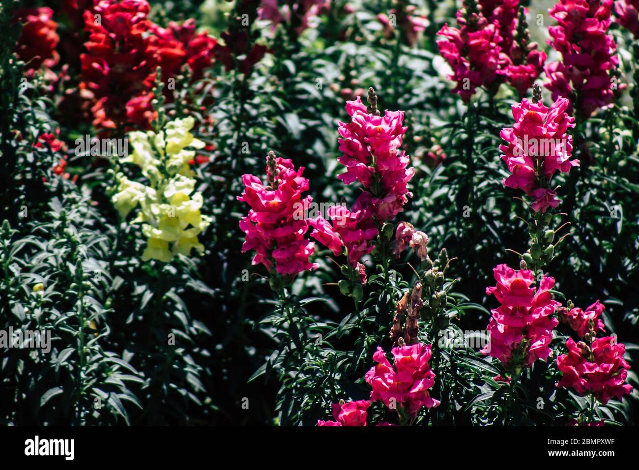 Limassol Cyprus May 10, 2020 Closeup of colorful flowers growing in a ...