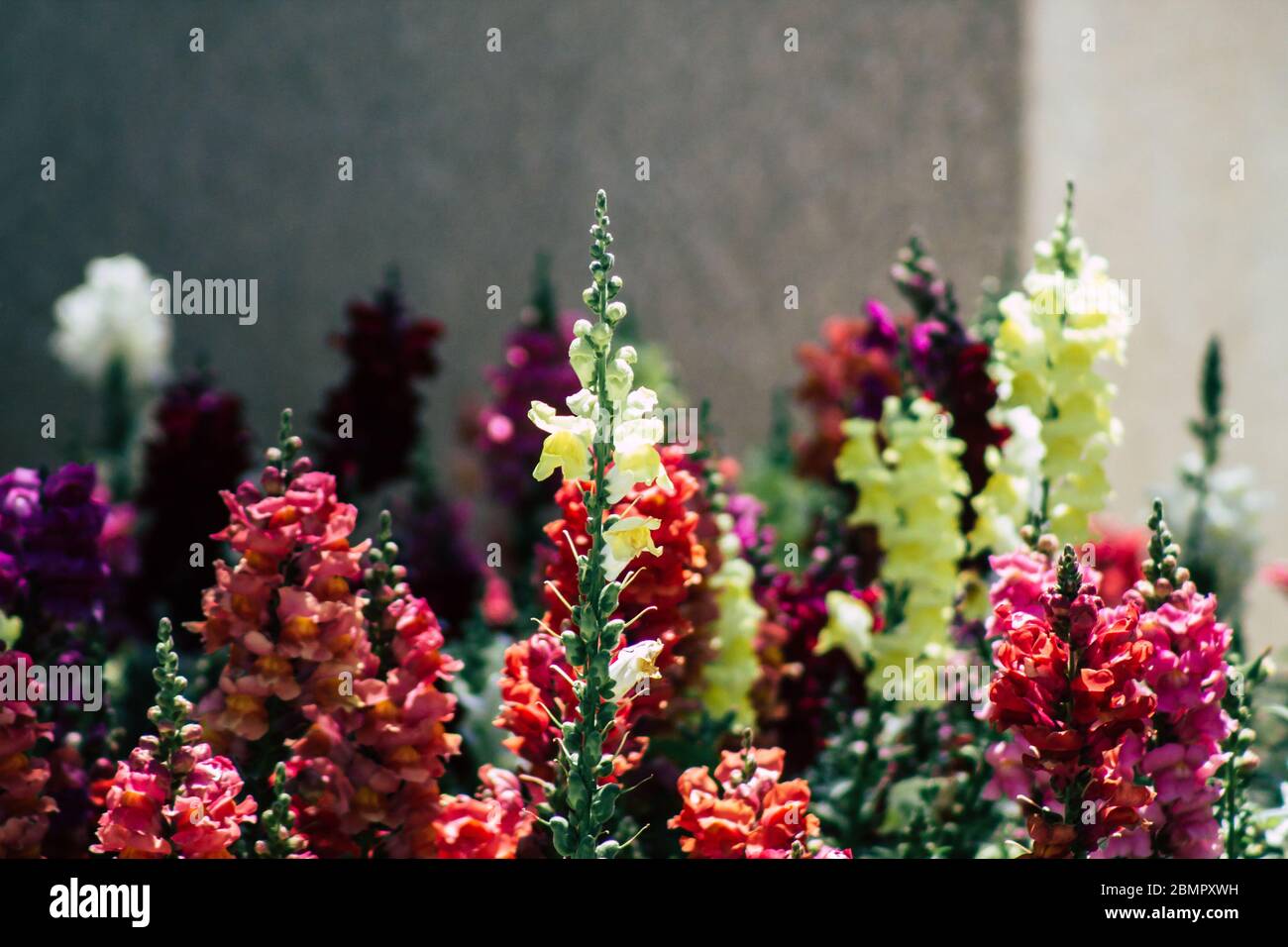 Limassol Cyprus May 10, 2020 Closeup of colorful flowers growing in a ...
