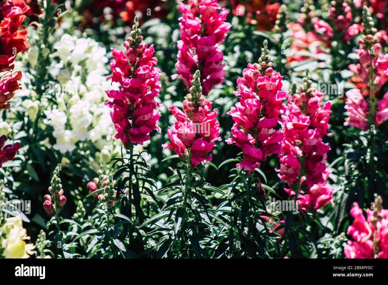 Limassol Cyprus May 10, 2020 Closeup of colorful flowers growing in a ...