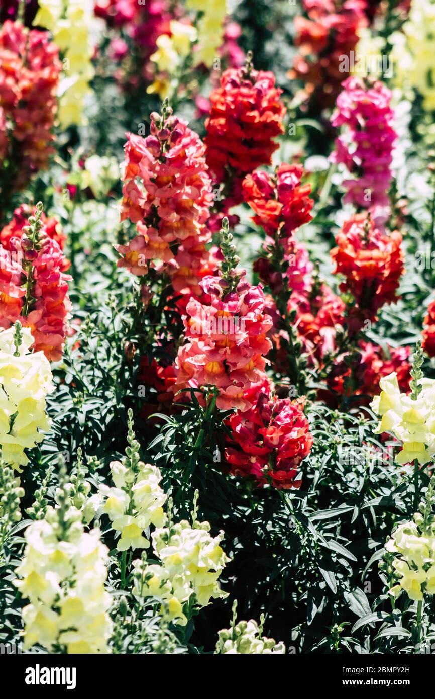 Limassol Cyprus May 10, 2020 Closeup of colorful flowers growing in a ...