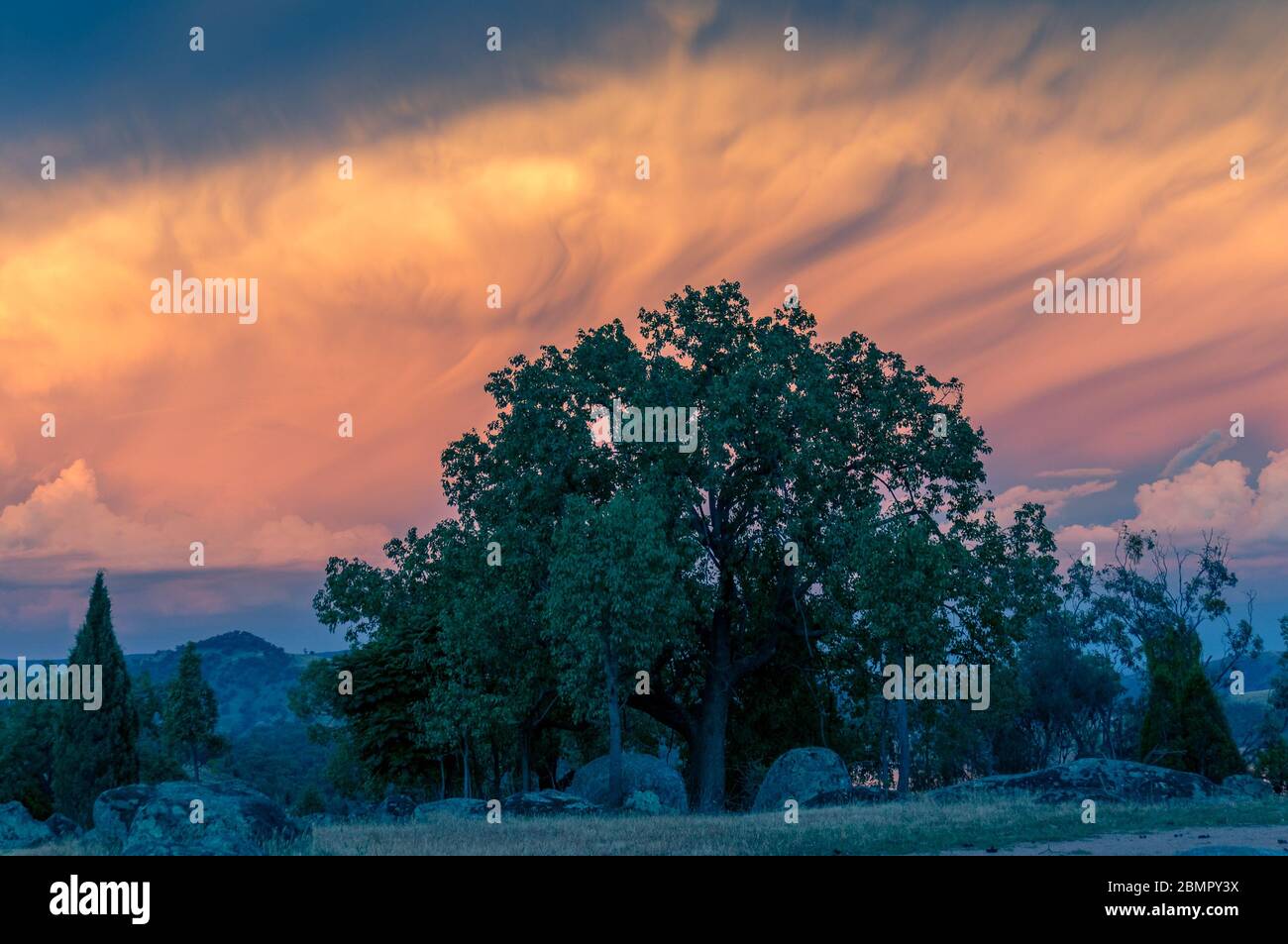 Colorful sunset landscape with lush tree nature background. Amazing ...