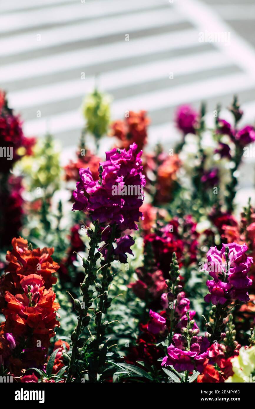 Limassol Cyprus May 10, 2020 Closeup of colorful flowers growing in a ...