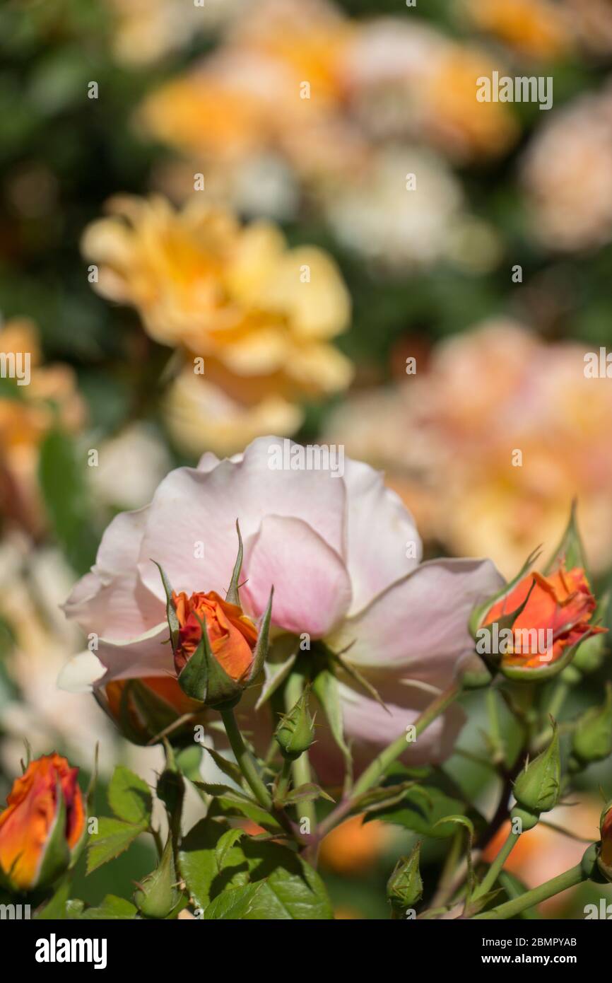 Blooming beautiful colorful roses in the garden background Stock Photo ...