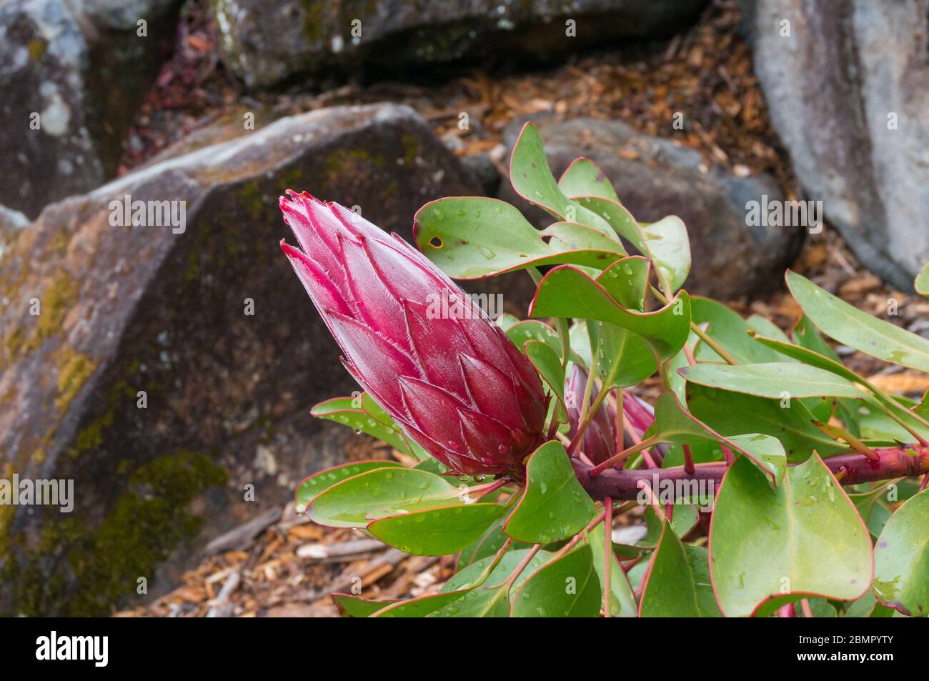 Protea Cynaroides or Giant Protea flowerbud on a branch in the garden ...