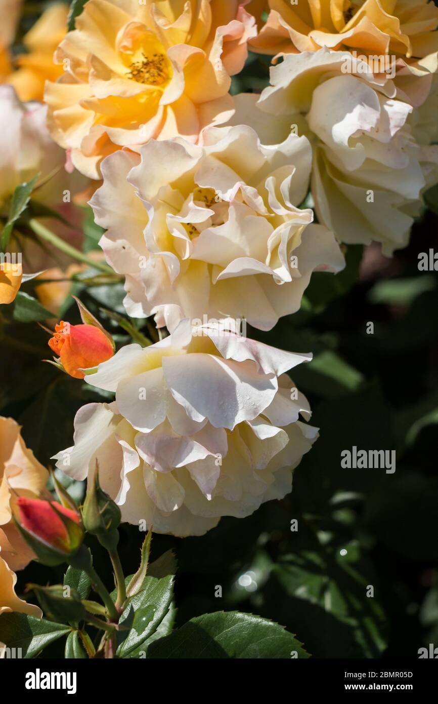Blooming beautiful colorful roses in the garden background Stock Photo ...