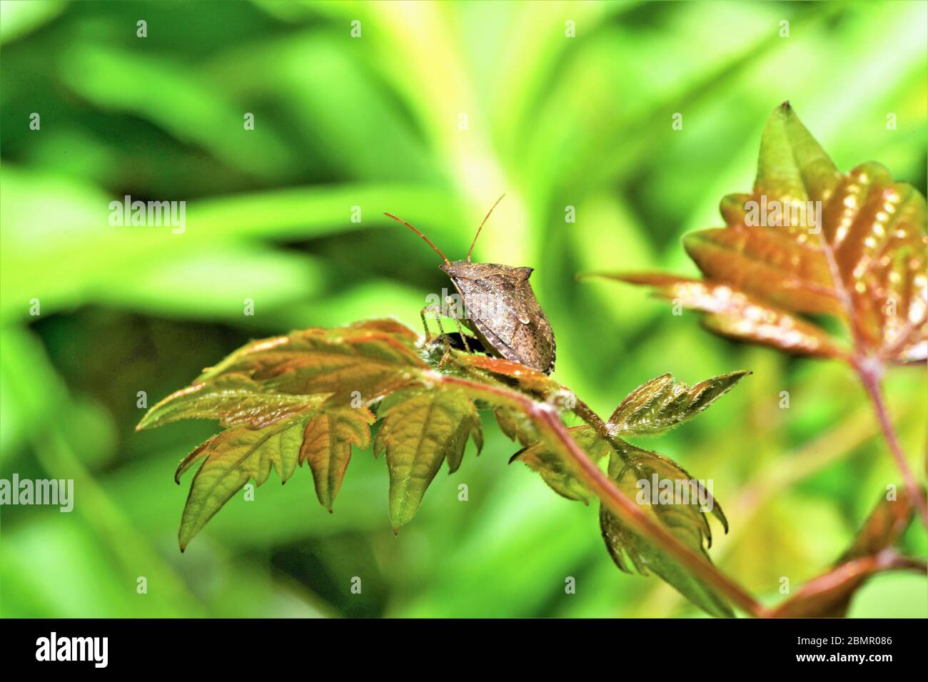 Bug antenna hi-res stock photography and images - Alamy