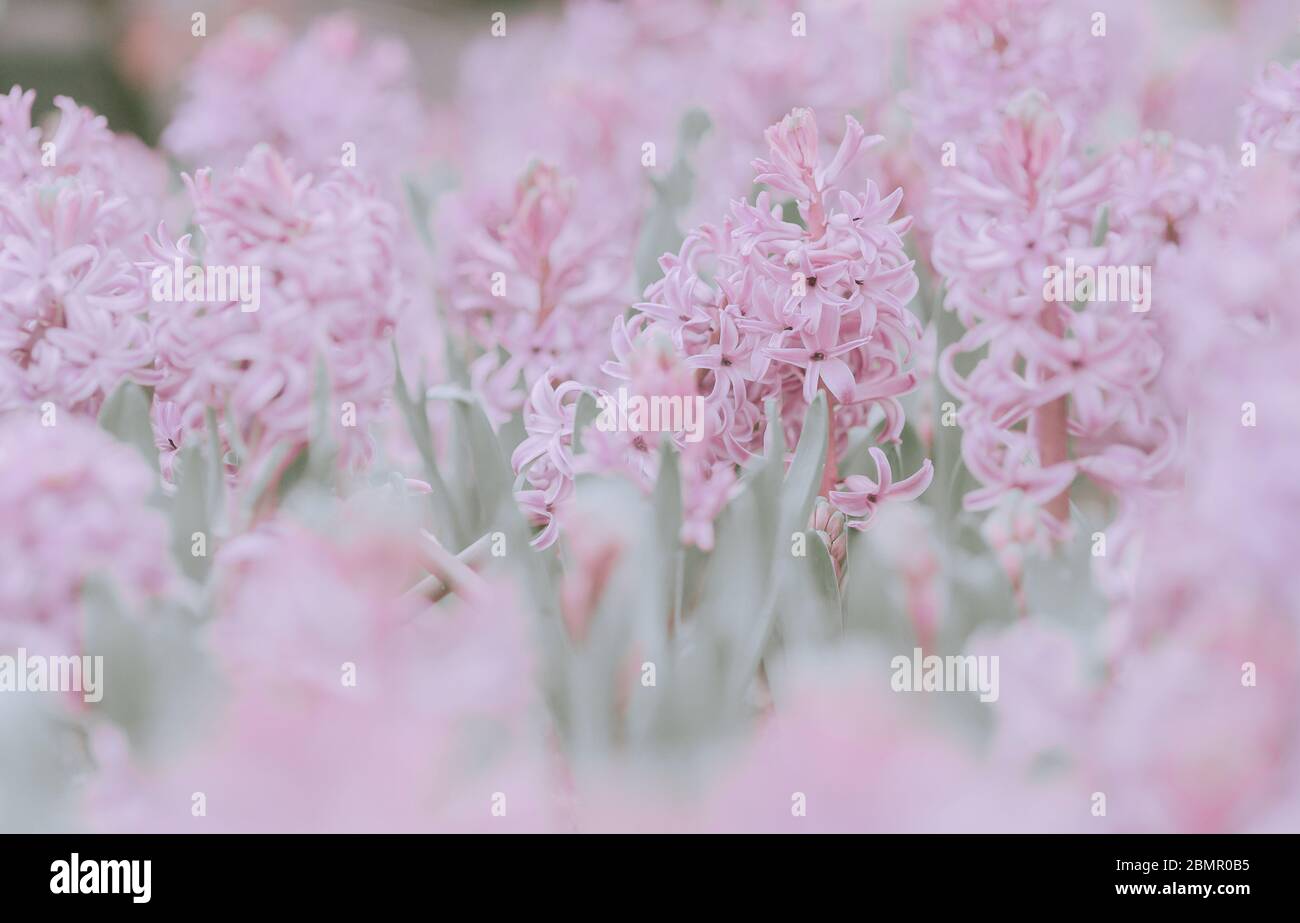 Pink Hyacinthus Flowers, Background or texture Stock Photo - Alamy