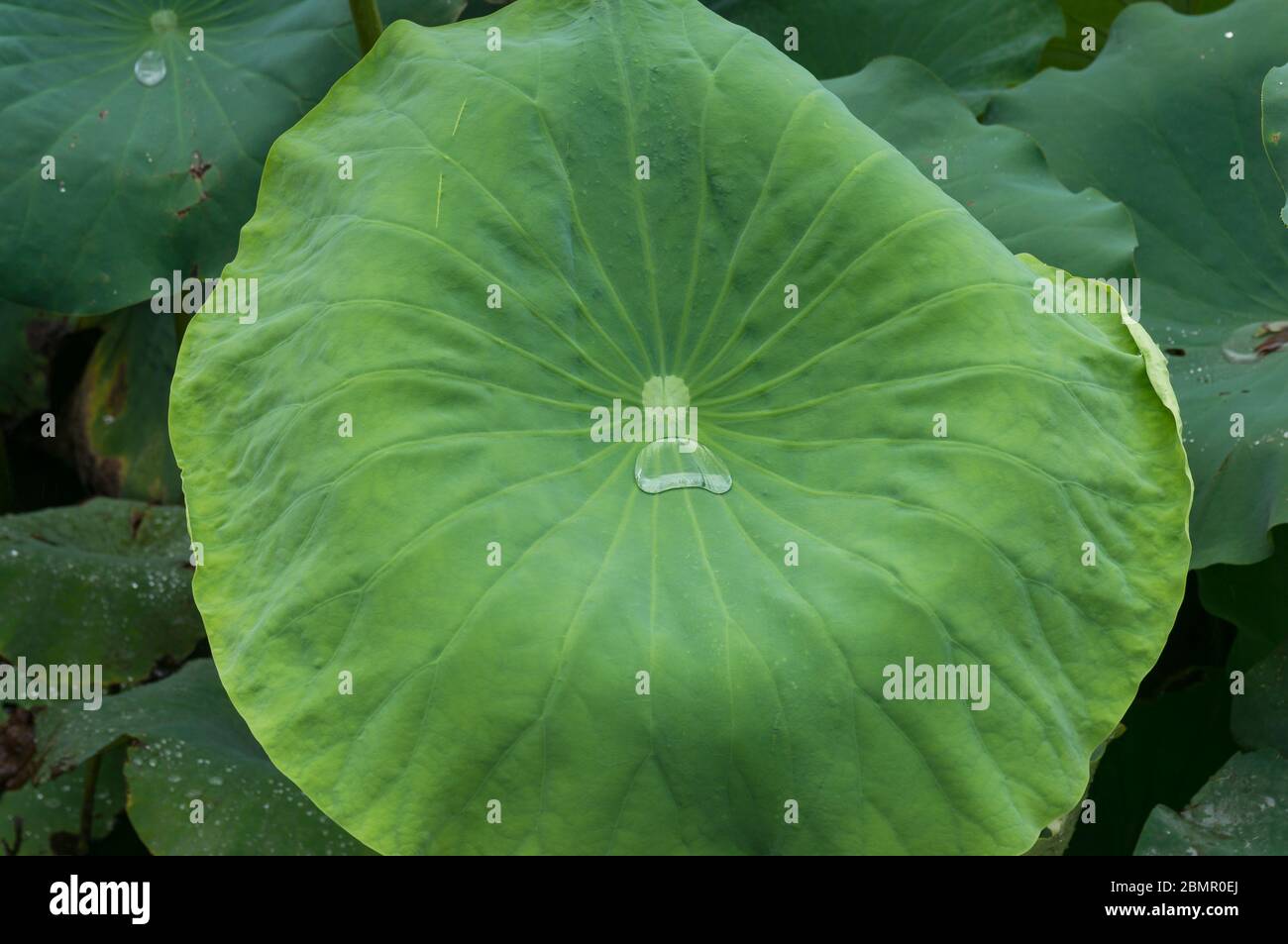Green lotus leaf texture close up with drop of water. Nature background ...