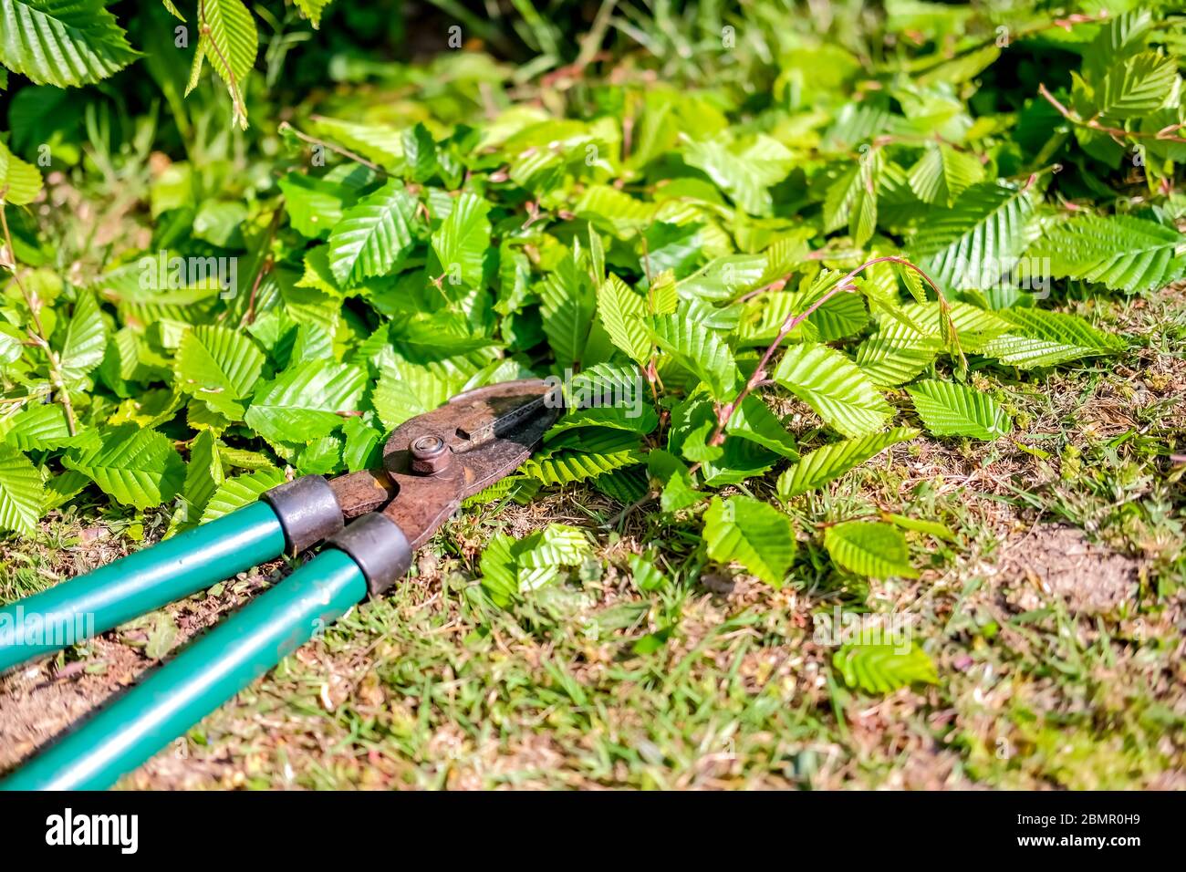 51 Manual hedge clippers among the leaves of a trimmed hawthorn bush in ...