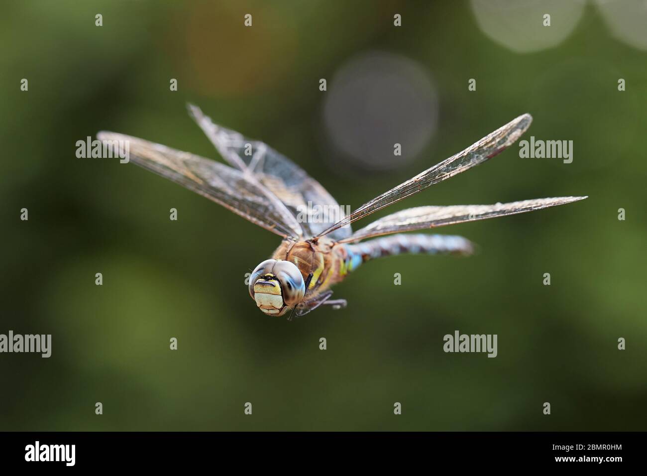 Dragonfly in flight Stock Photo - Alamy