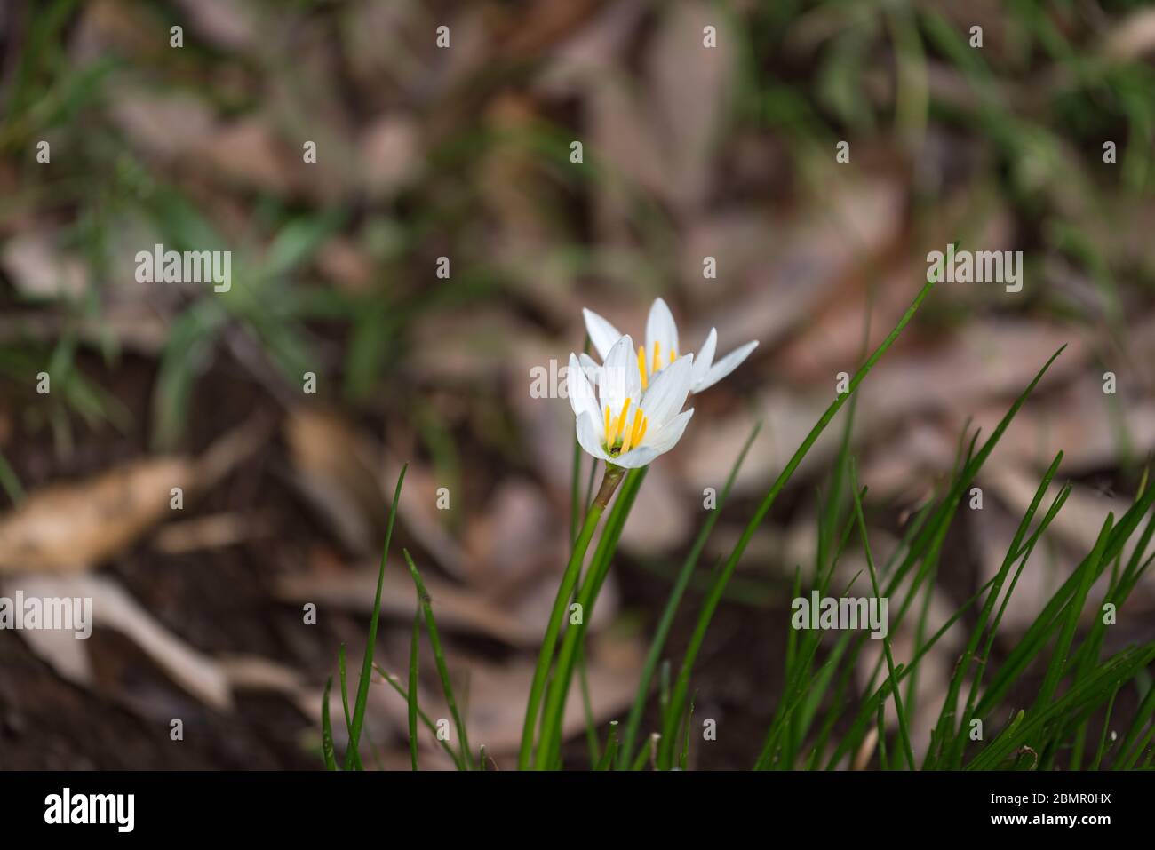 Clos eup of white small flower with green grass. Floral background ...