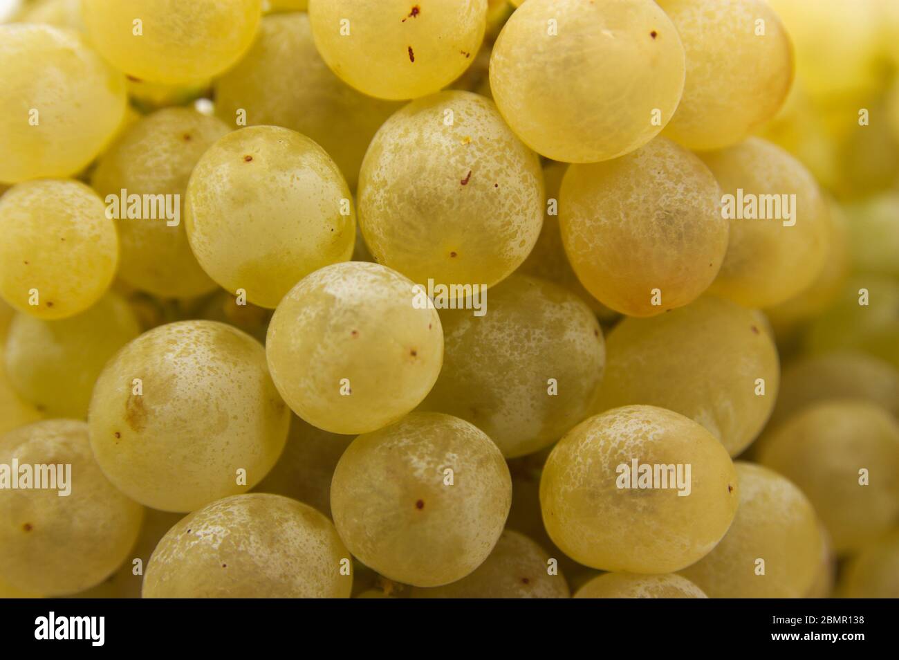 Image of a cluster of white grapes whose translucent grains fill the ...
