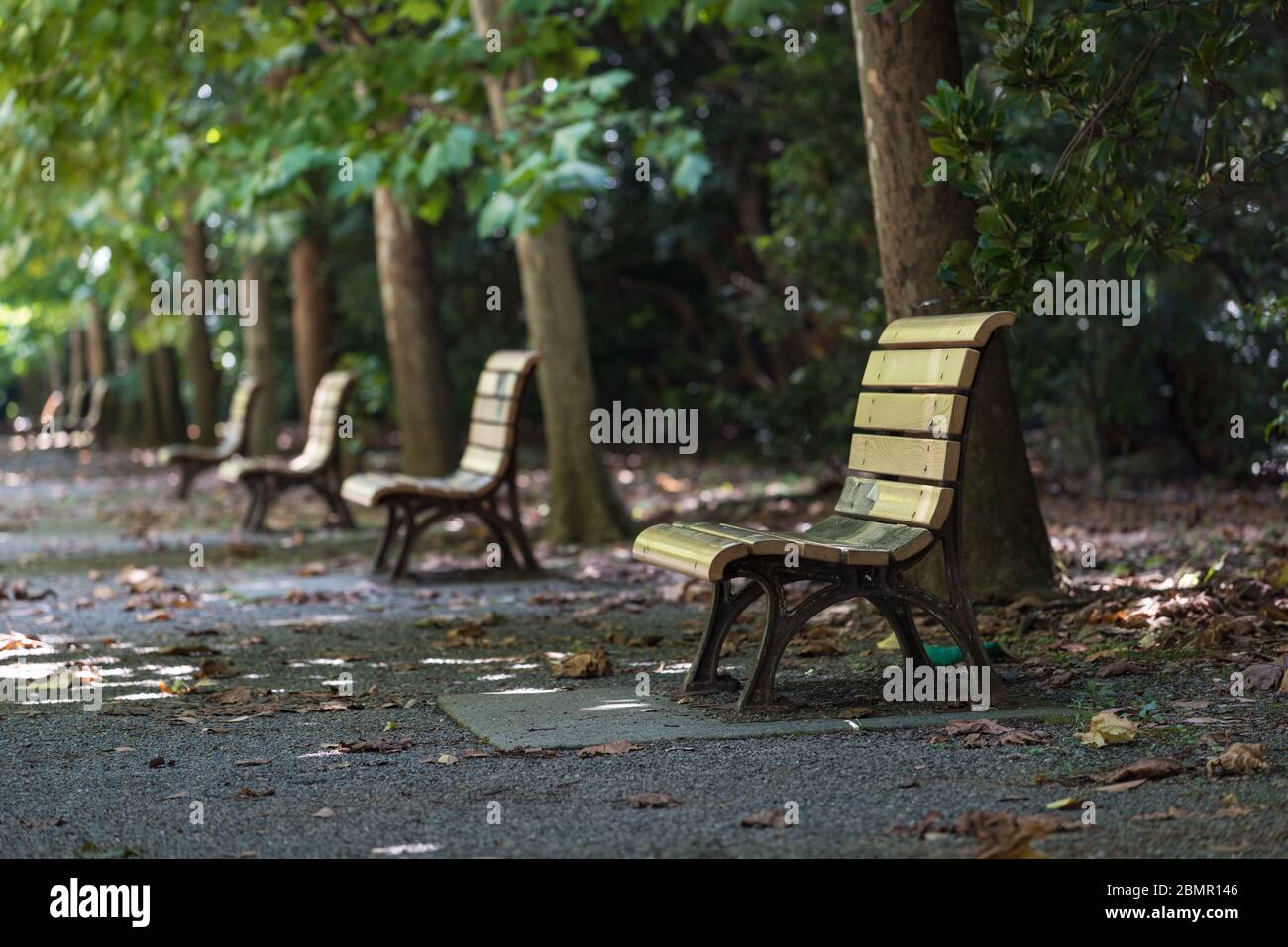Urban park with green trees and wooden benches. Park alley in summer ...