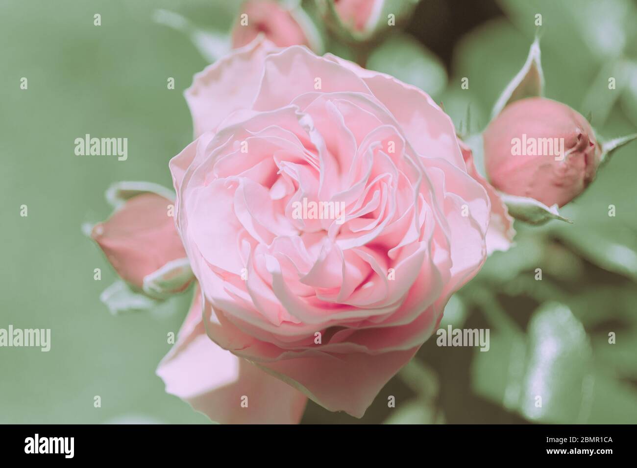 Rose Closed up; Vintage Style; Background or texture Stock Photo - Alamy