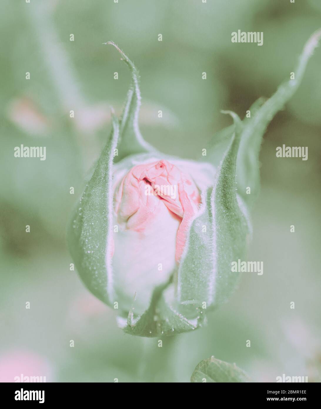 Rose Closed up; Vintage Style; Background or texture Stock Photo - Alamy