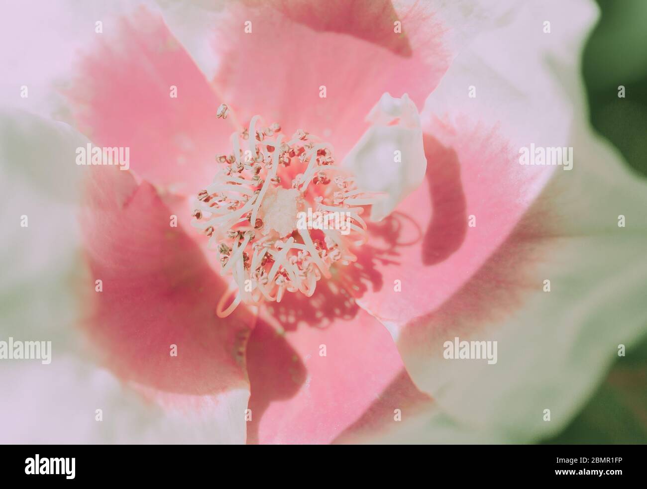 Rose Closed up; Vintage Style; Background or texture Stock Photo - Alamy