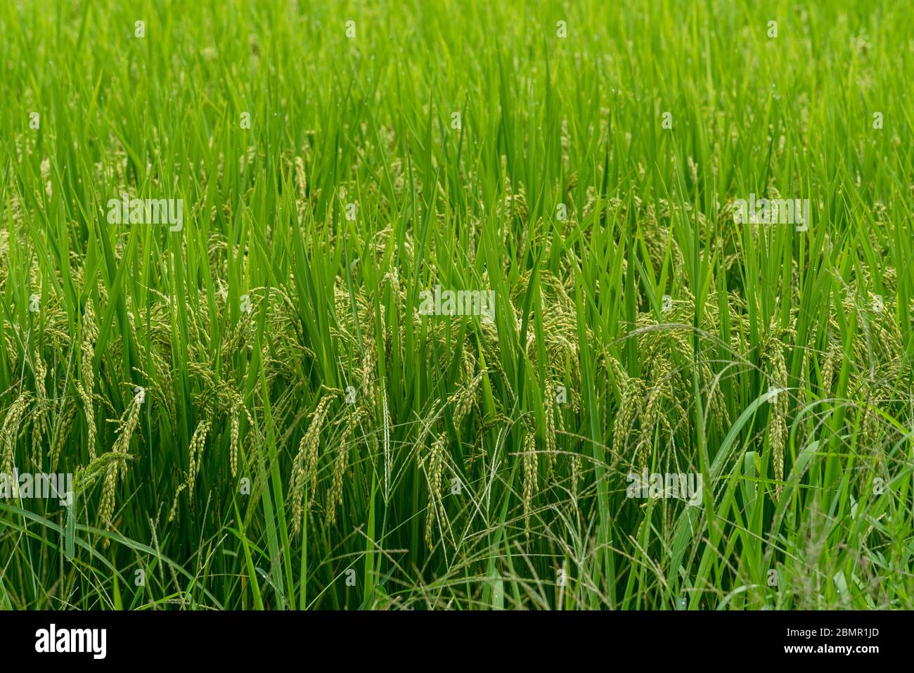 Rice plant close up. Green rice cereal plant with ripe grains on a ...