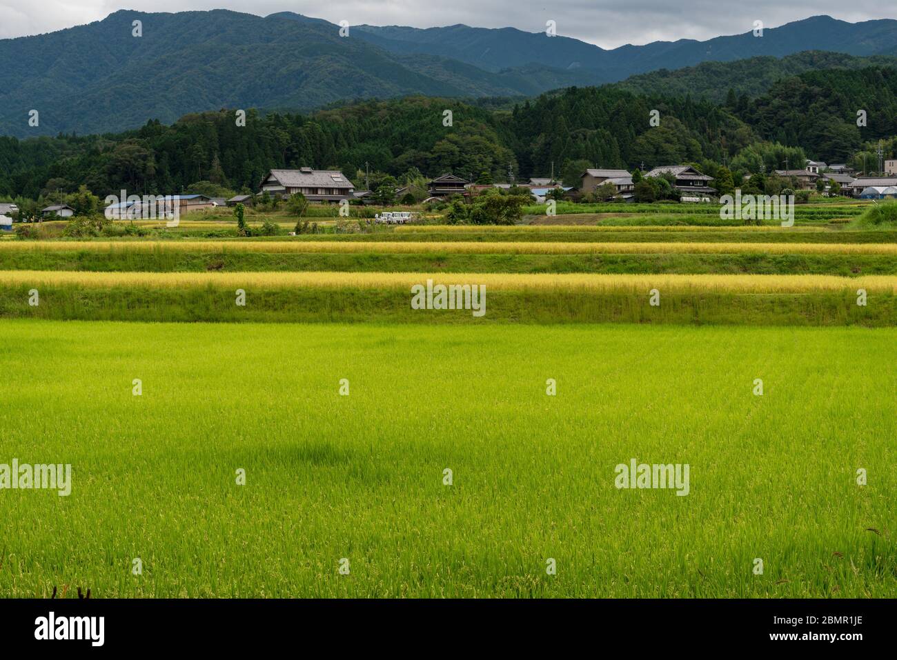 Green rice field agriculture landscape with mountains on the background ...