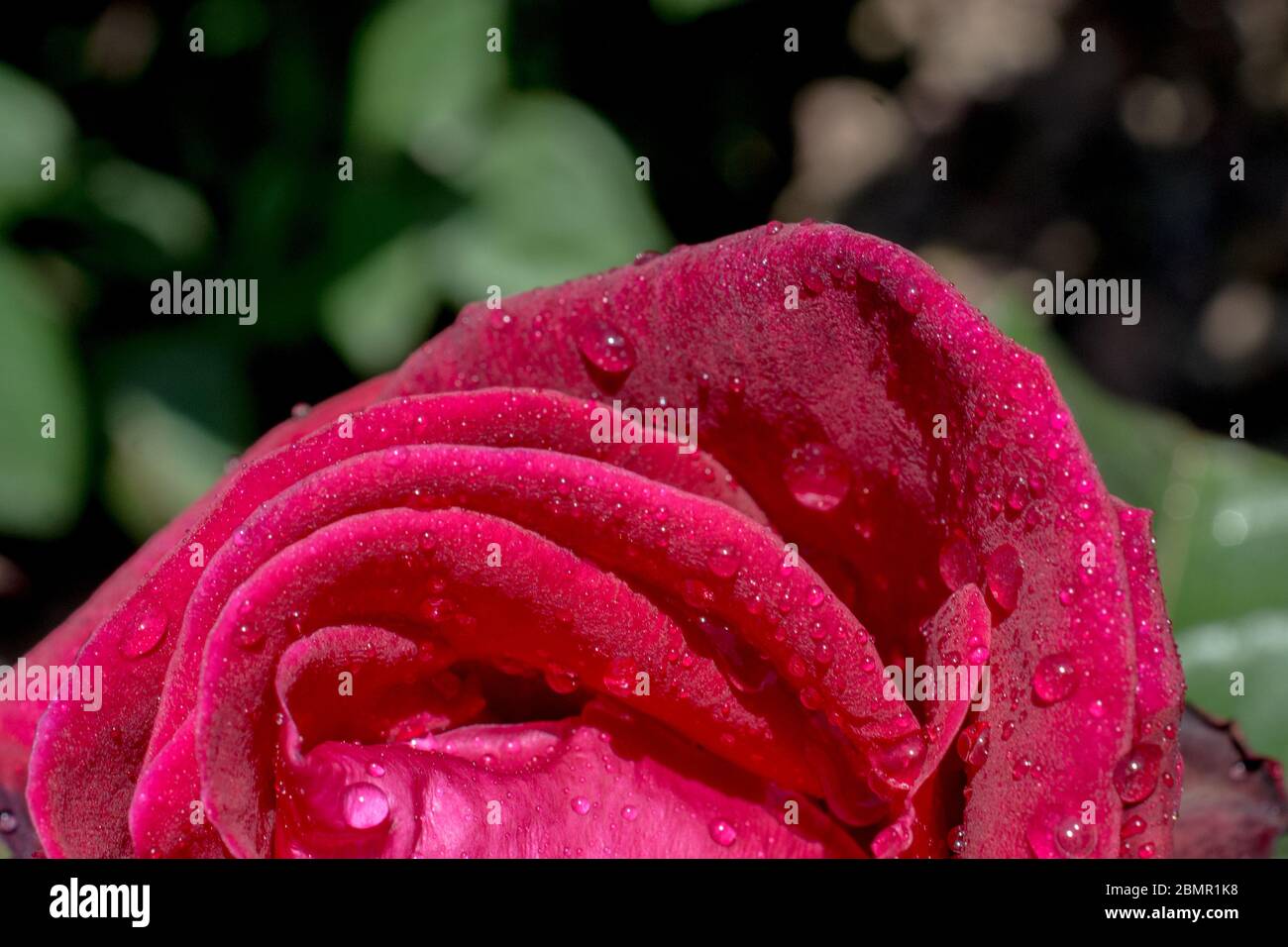 Blooming beautiful colorful rose in garden nature background Stock ...