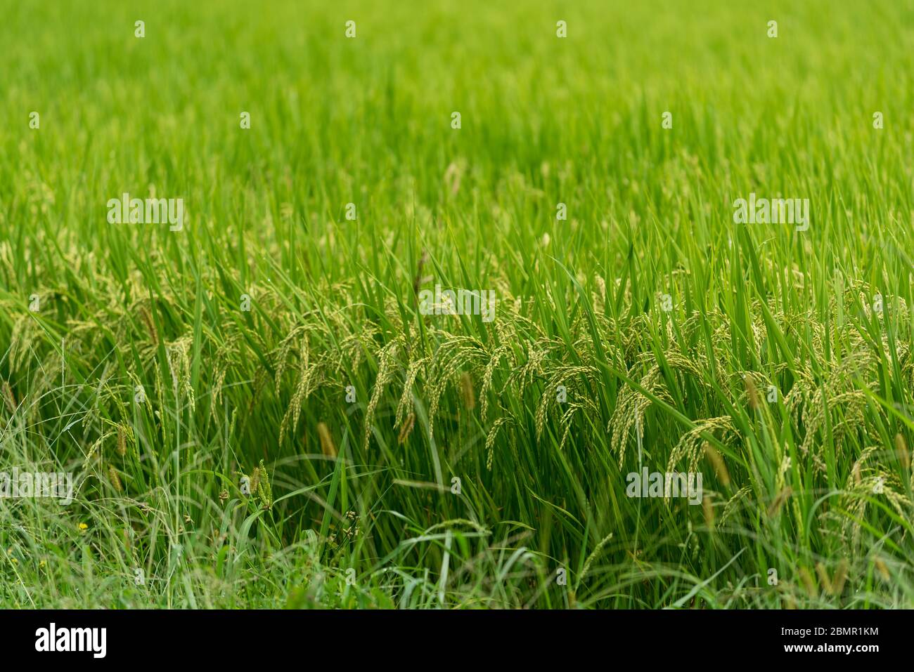 Rice plant close up. Green ripe rice cereal plant with grains growing ...