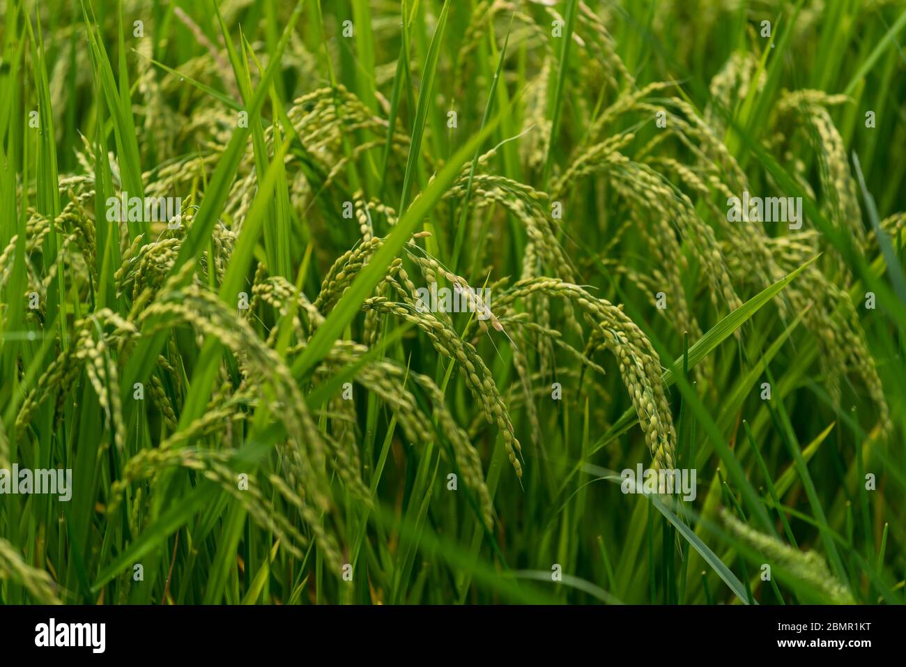 Rice plant close up. Green ripe rice cereal with grains. Food ...