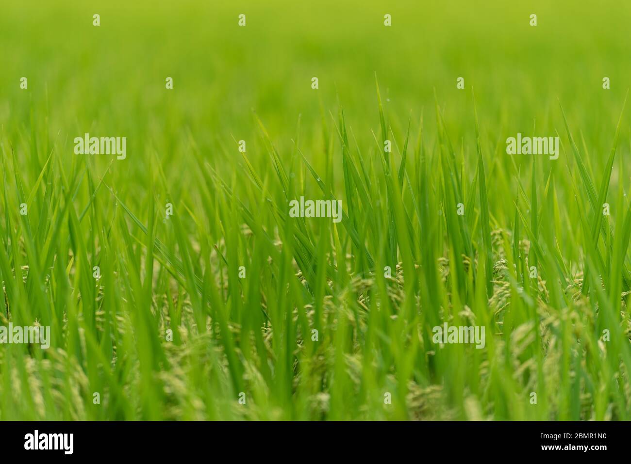 Rice plant close up. Green ripe rice cereal plant with grains and ...