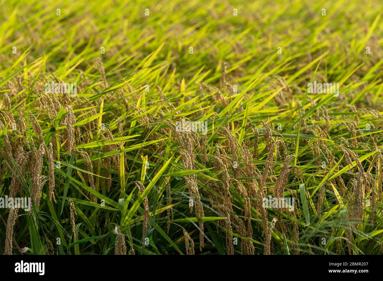 Rice plant with ripe grains and leaves. Rice growing on a paddy, field ...