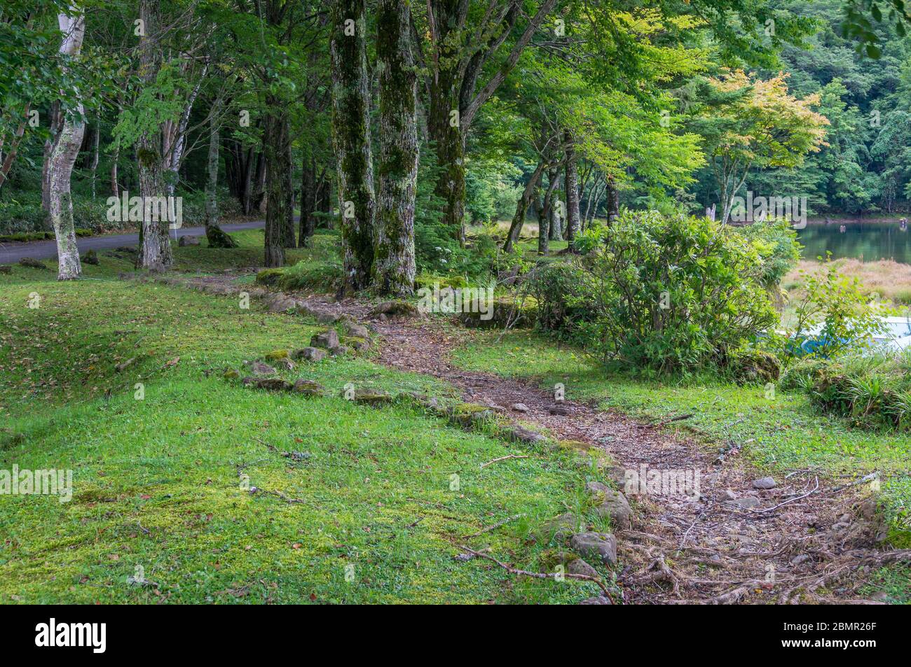 Hiking path, pathway in the park with green trees and grass. Nature ...