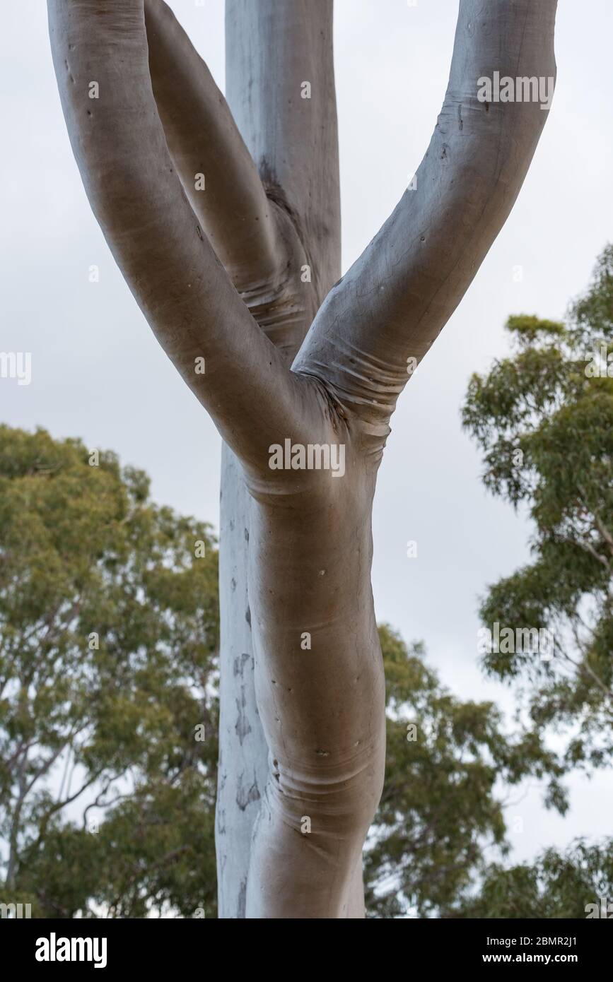 Smooth tree trunk. Eucalyptus, gumtree grey and smooth trunk bark ...