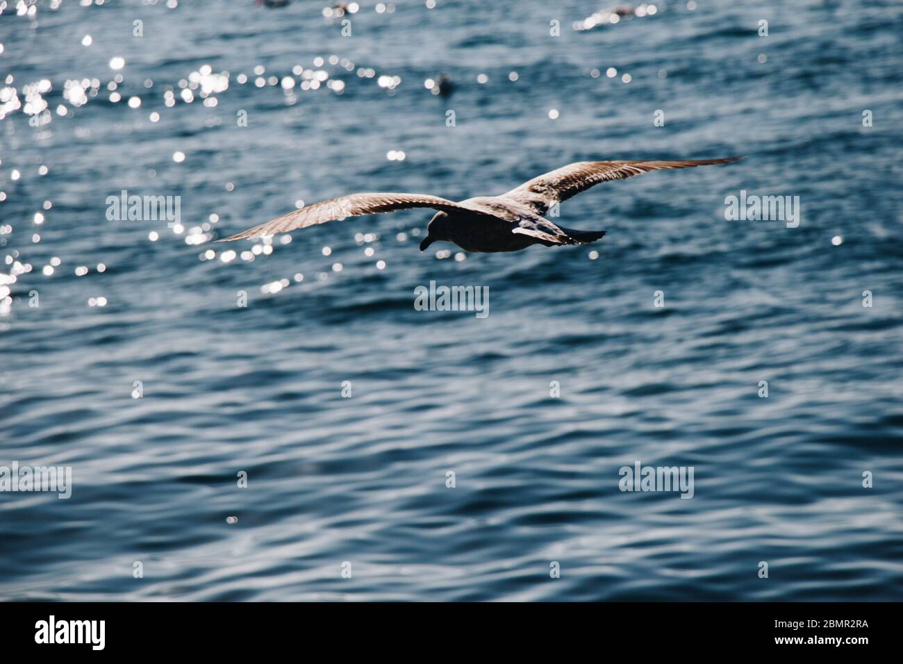 Single seagull flying over sea the sea waters Stock Photo - Alamy