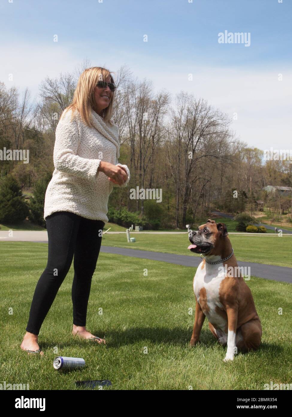 A large Boxer sits waiting to be played with by his owner during a ...