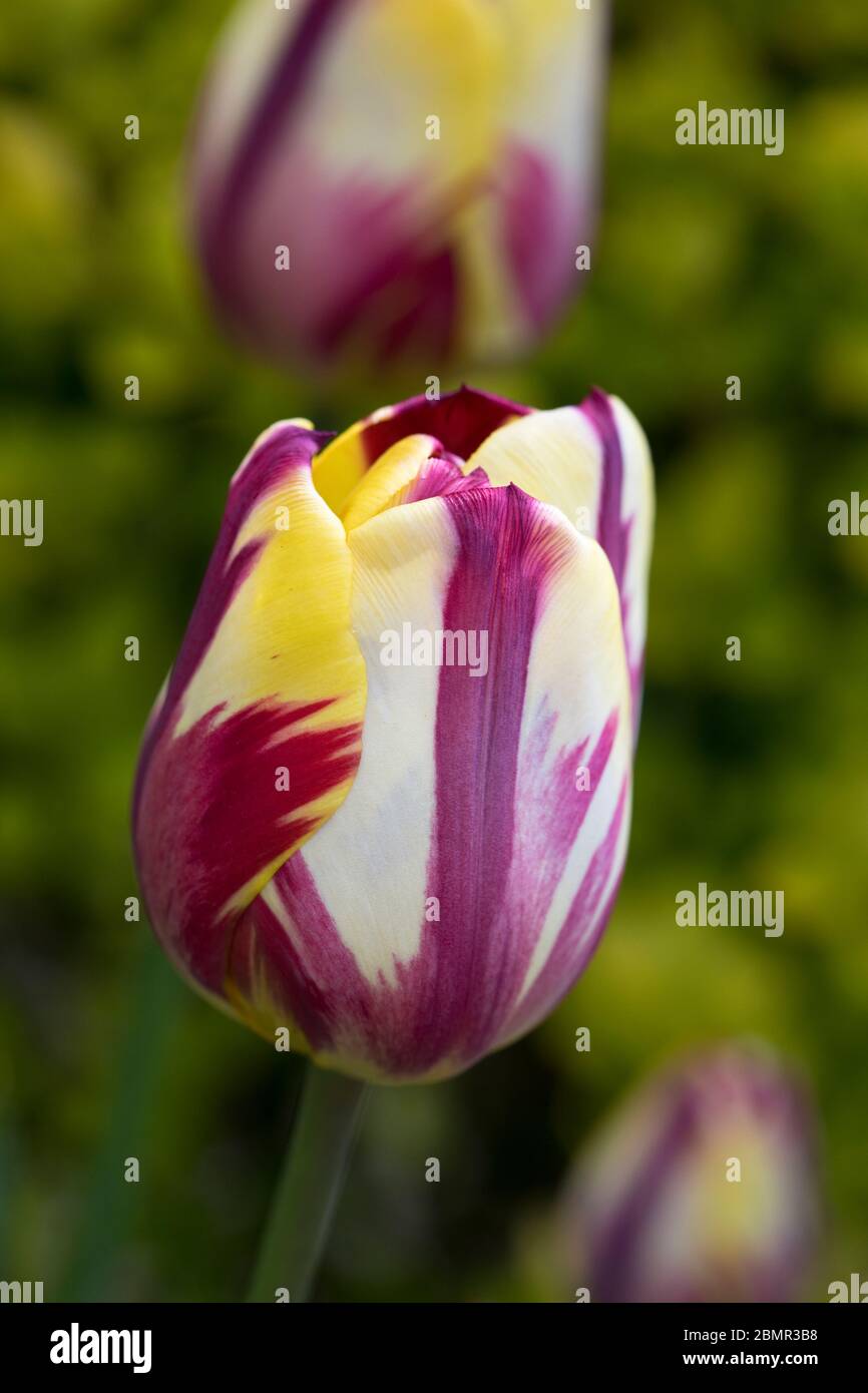 Tulip Helmar in flower in spring, England, United Kingdom Stock Photo ...
