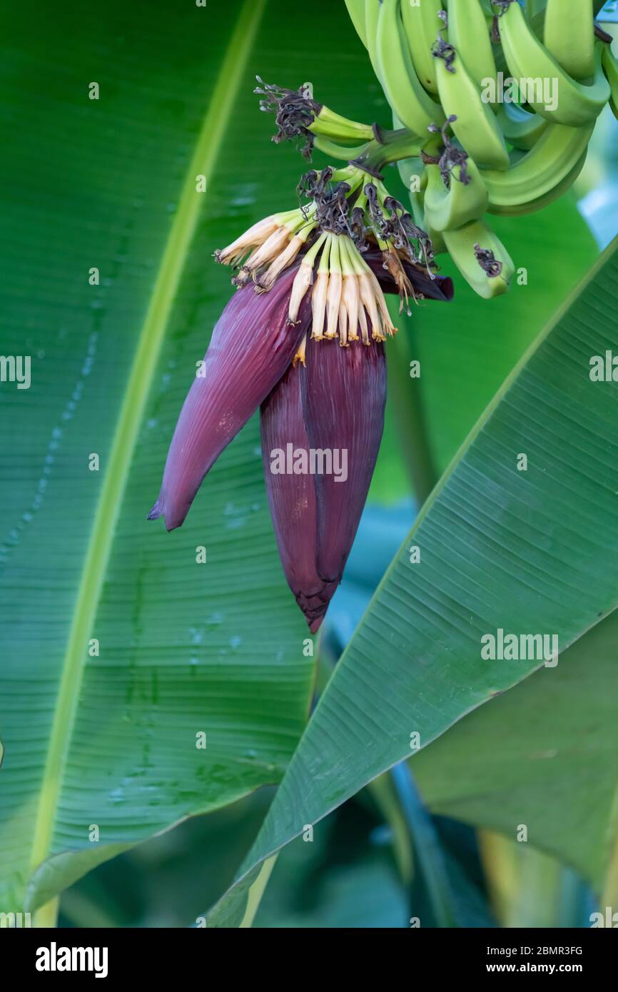 Edible Banana blossoms and bananas in Peruvian rainforest on the Amazon ...