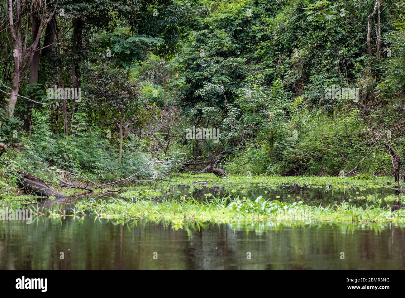 Typical Peruvian Amazon River Landscape Stock Photo - Alamy