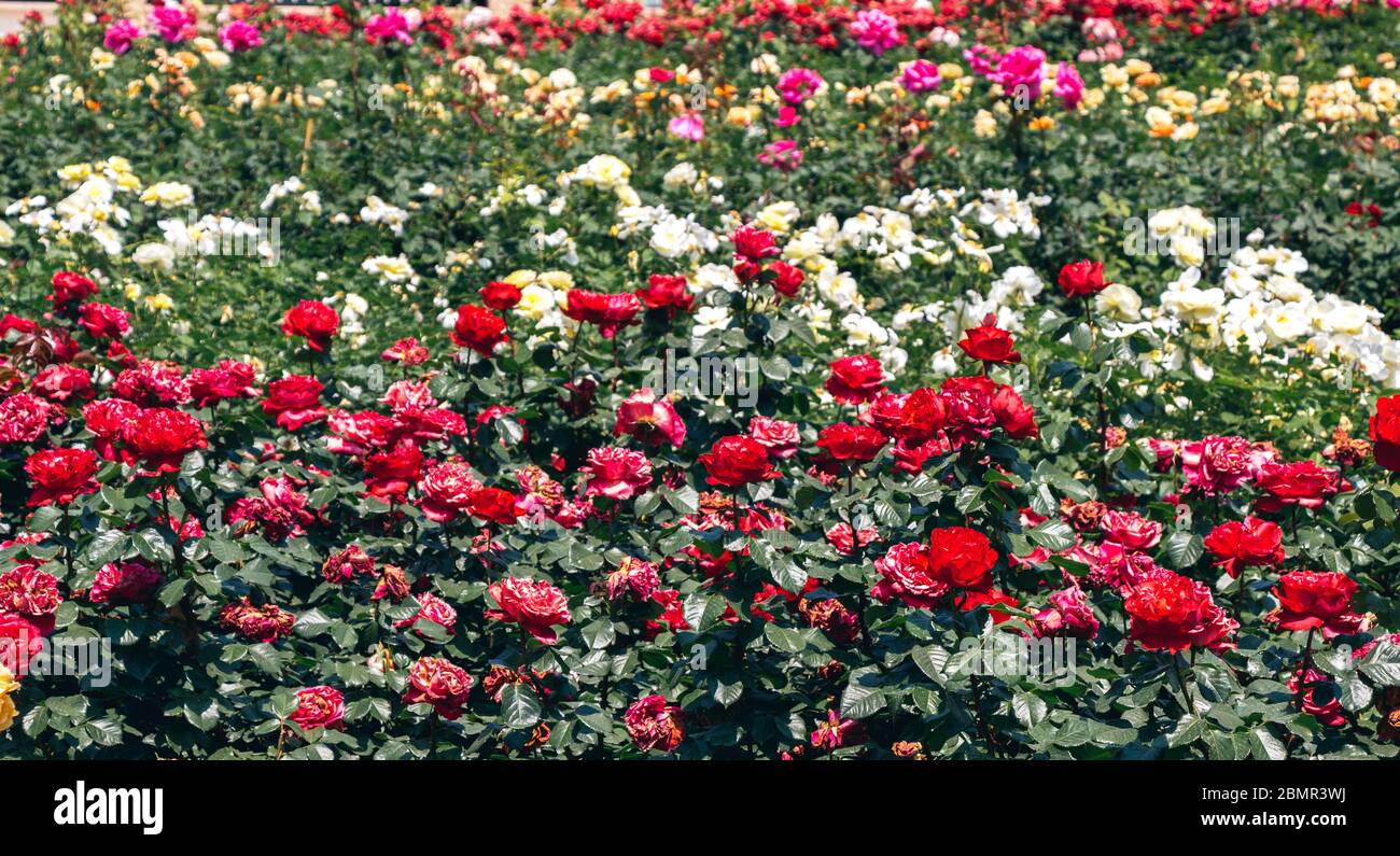 Blooming beautiful bunch of roses in spring garden Stock Photo - Alamy