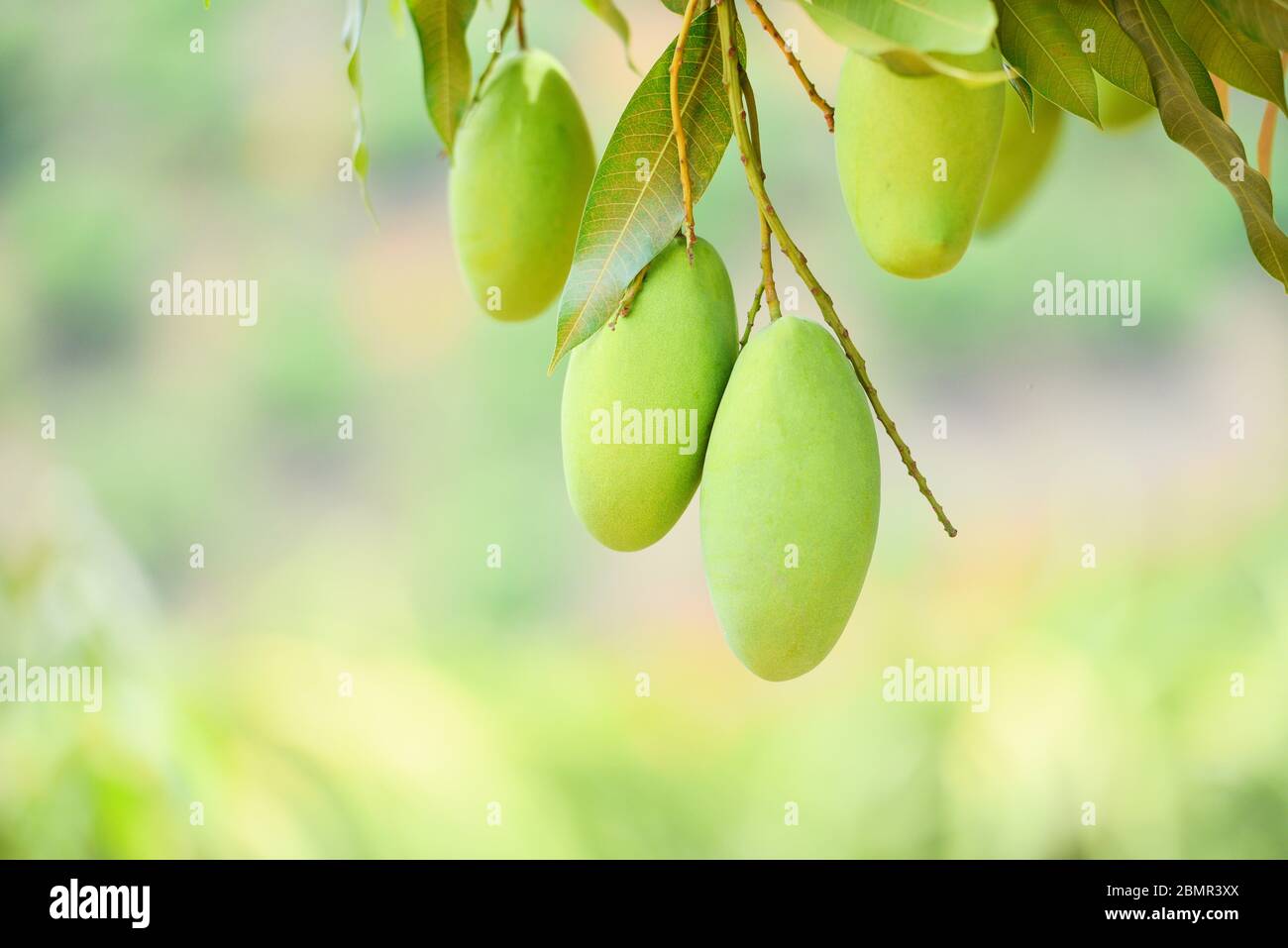 raw mango hanging on tree with leaf background in summer fruit garden ...