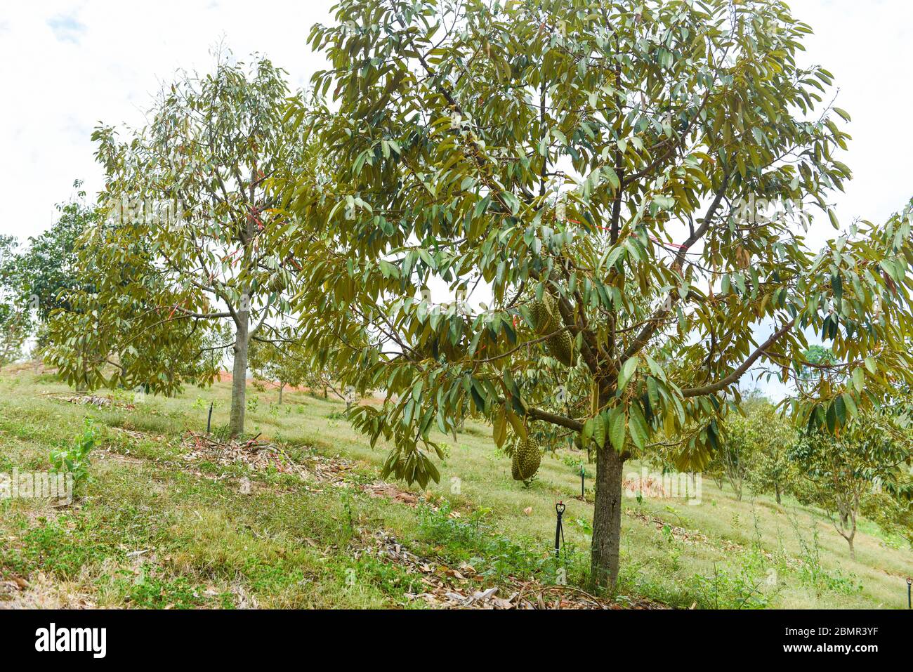 Durian tree with durian fruit hanging on the tree branch in the garden ...