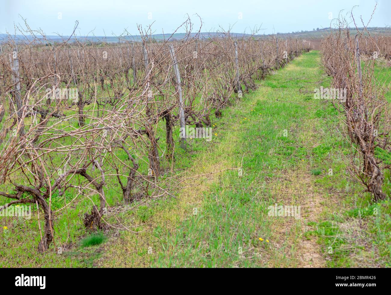 rows of grape vines in a spring vineyard Stock Photo - Alamy