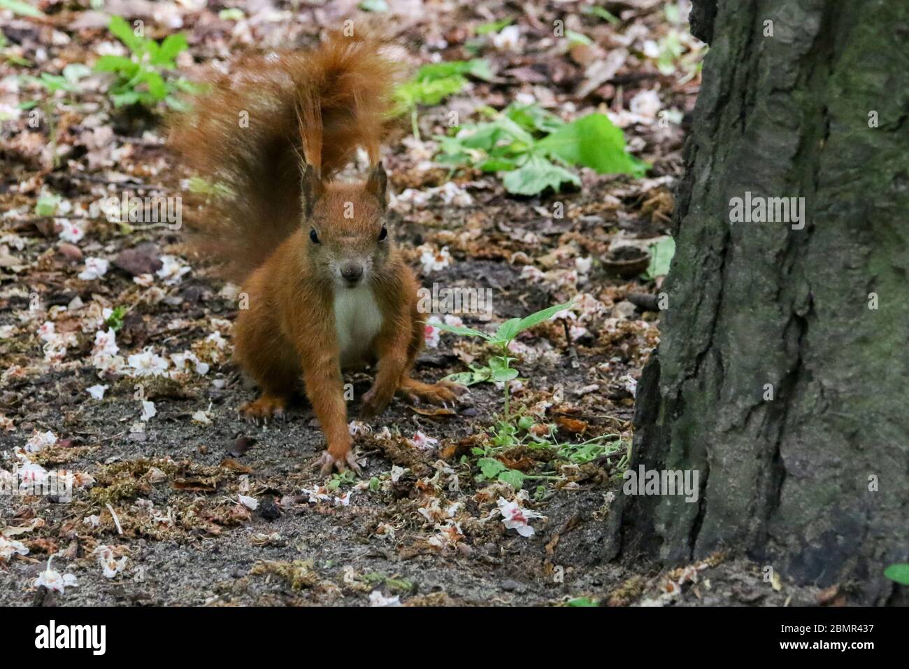 Red squirrel at Royal Lazienski Park, Warsaw, Poland Stock Photo - Alamy