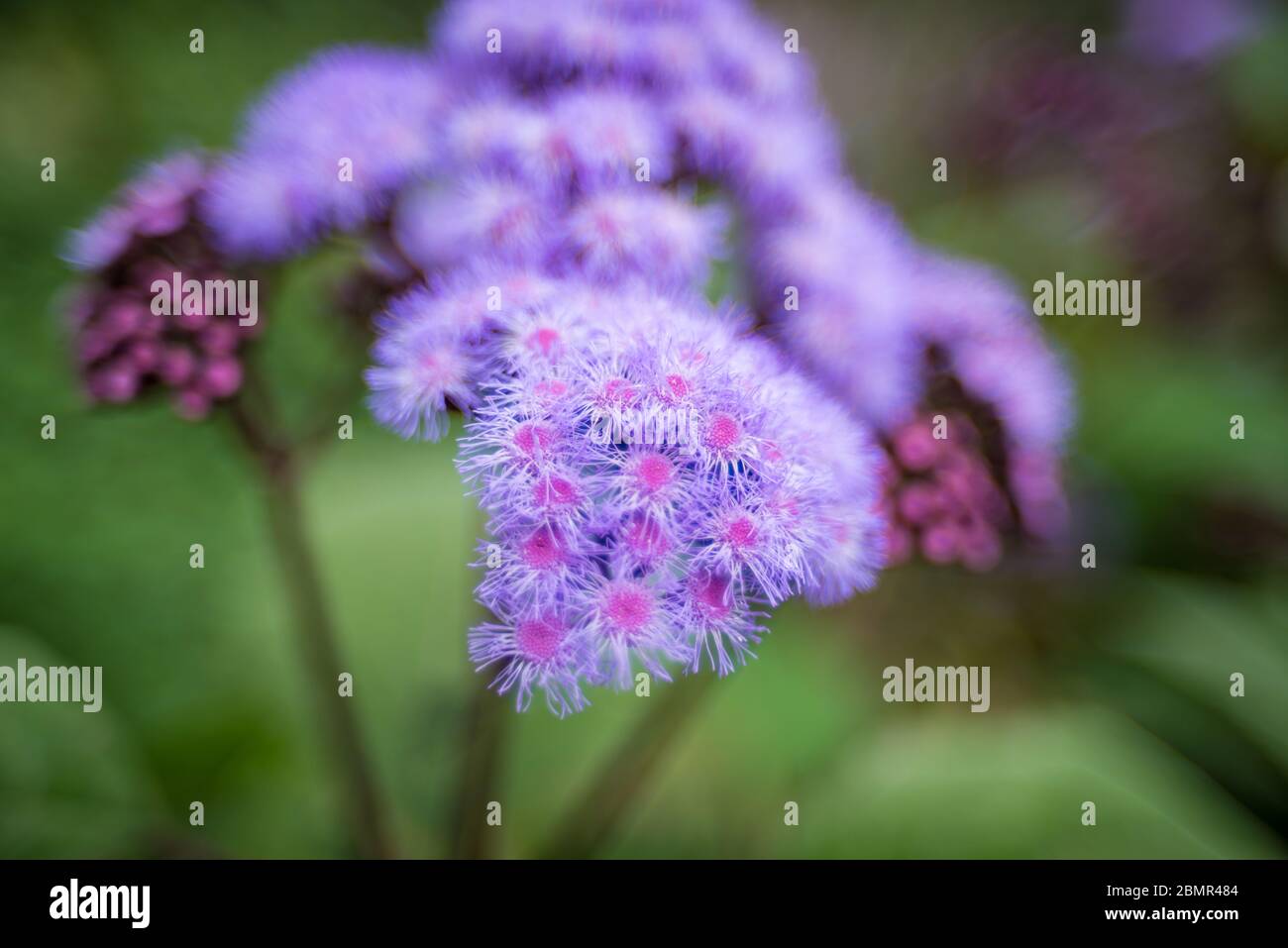 Purple floss flower of Ageratum Houstonianum flowering plant. Purple ...