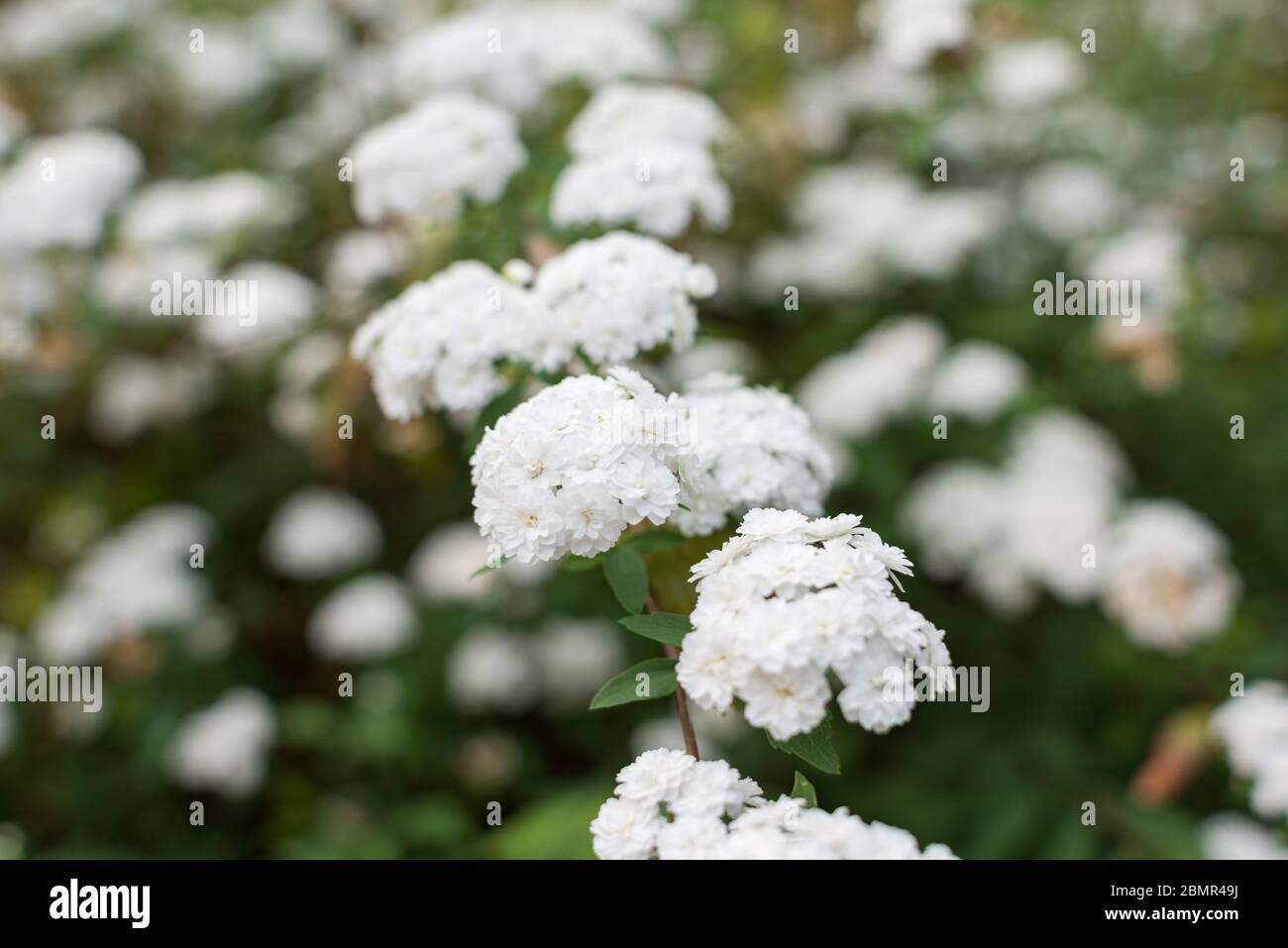 Snow white flower clusters of may bush plant. Close up of flowering ...