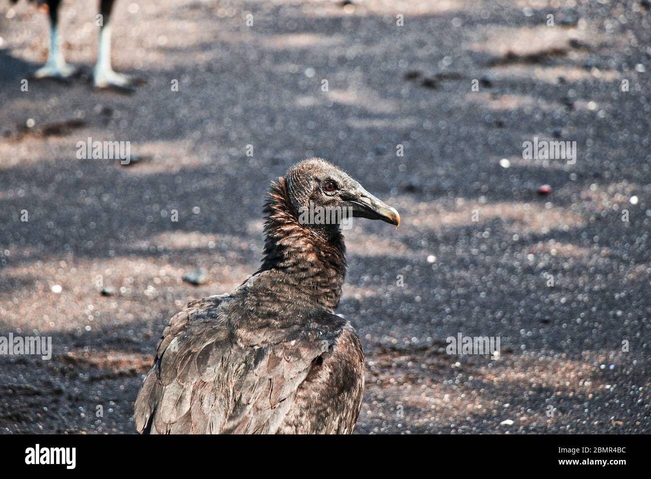 Buzzard feather hi-res stock photography and images - Alamy