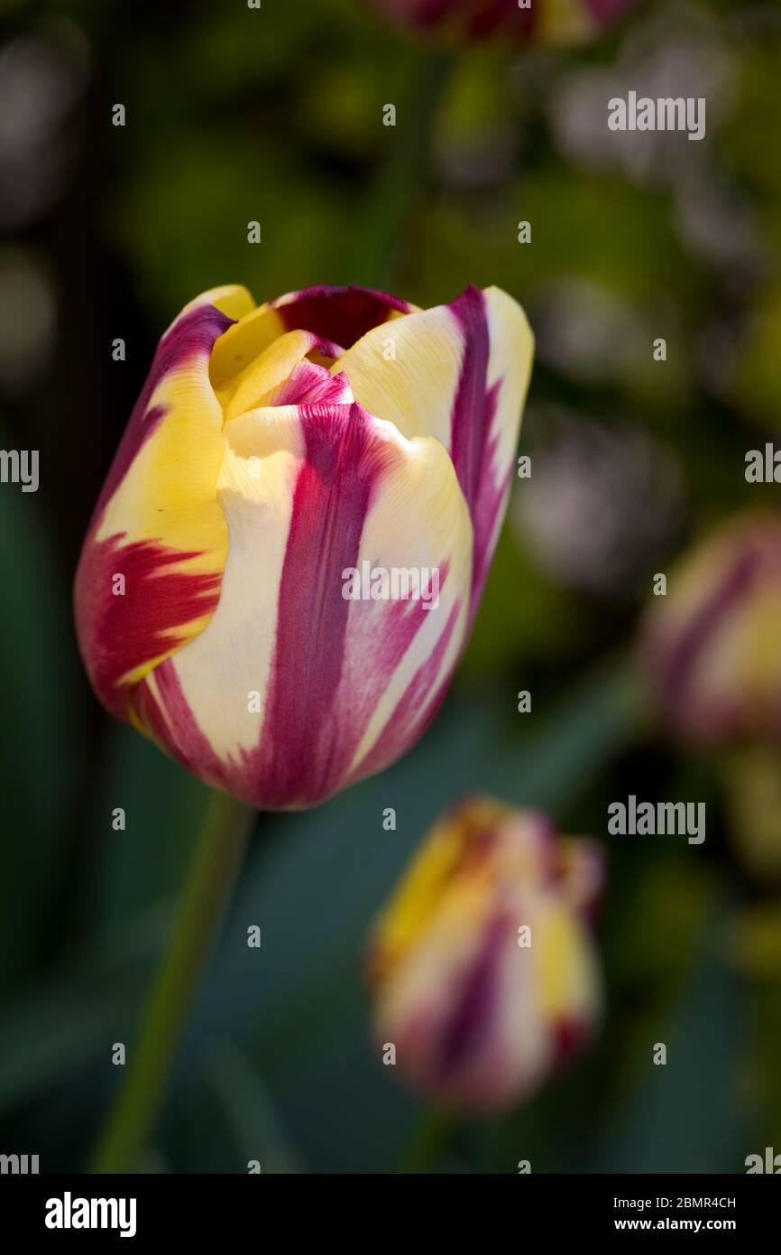 Tulip Helmar in flower in spring, England, United Kingdom Stock Photo ...