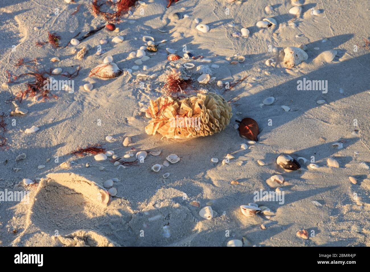 Tulip shell egg case also called the horse conch egg casing Triplofusus ...